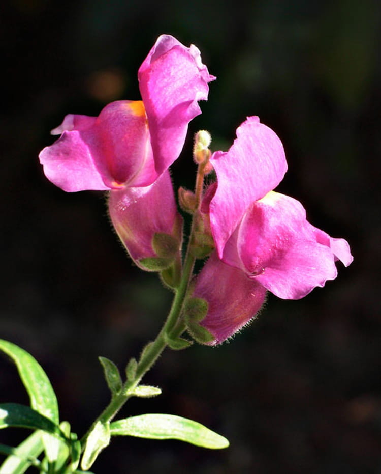 Gueule de loup : Drôles de formes pour des fleurs - Journal des Femmes