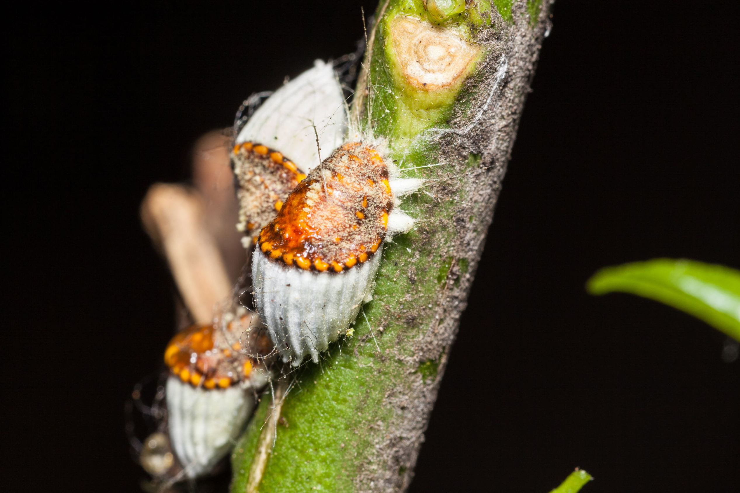 Cochenille : comment s'en débarrasser ? - Journal des Femmes