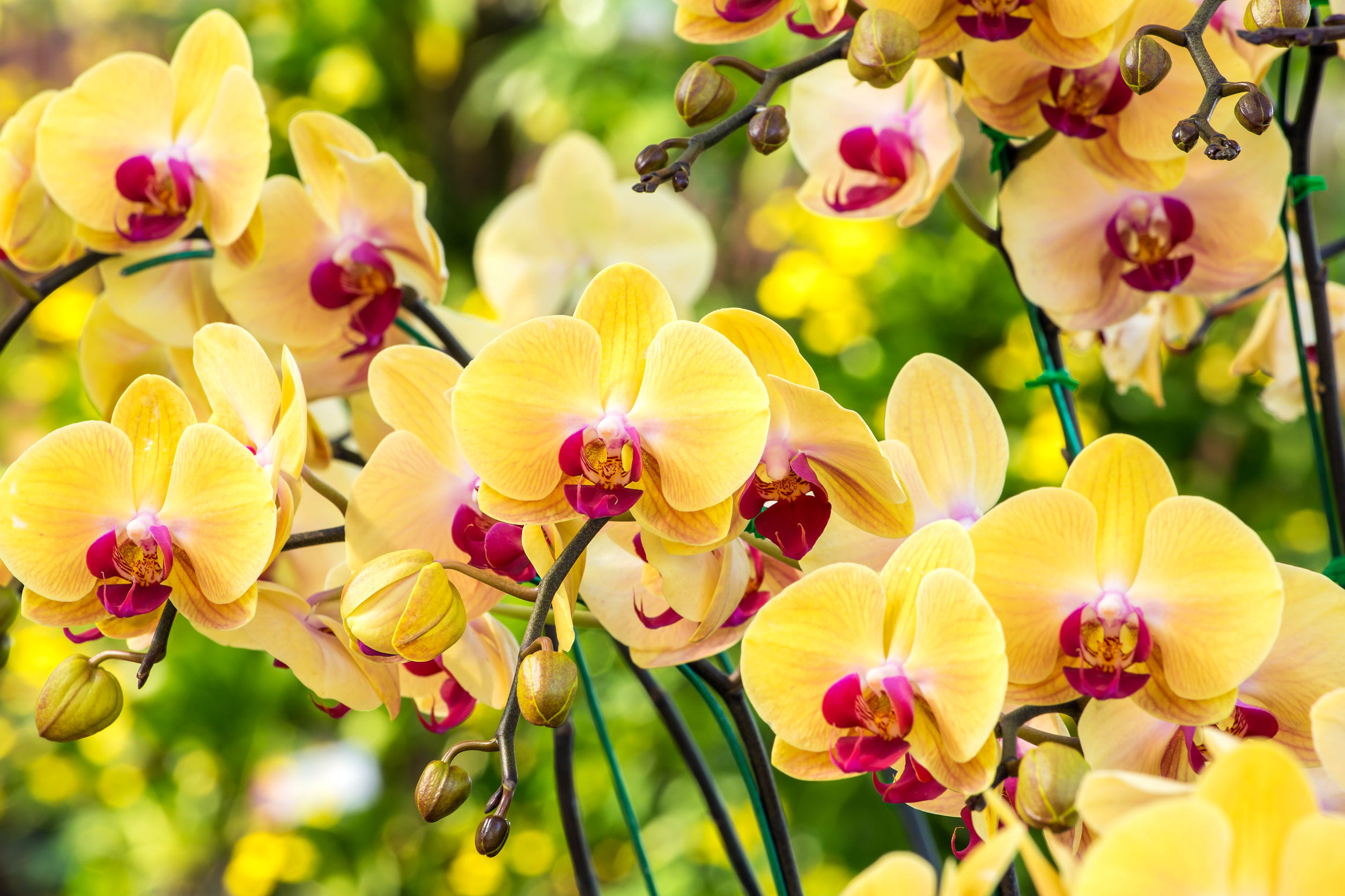 Orchidée : comment s'en occuper ? - Journal des Femmes